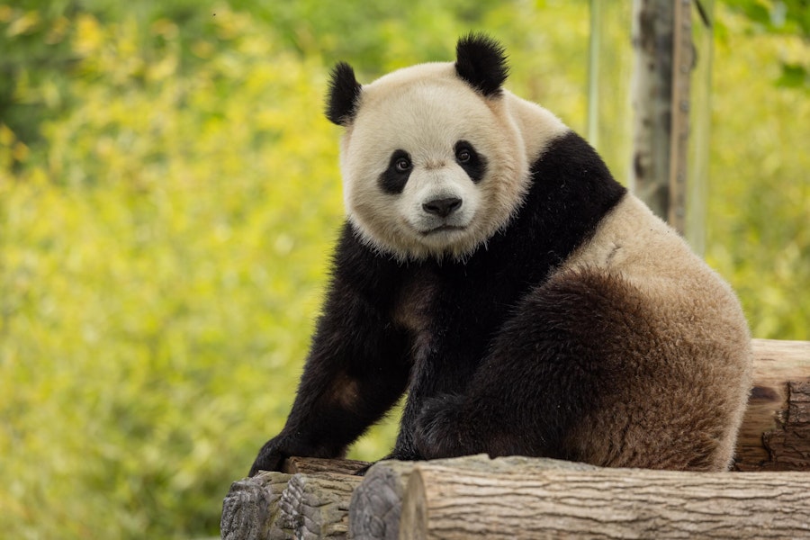 Tutto quello che devi sapere sui panda giganti allo Smithsonian's National Zoo